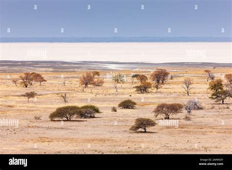 Kalahari Desert And Dried Up Salt Pan Sowa Pan Sua Pan And Bushes