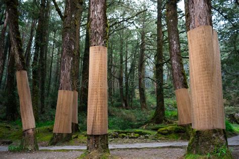 Tree Trunk Protection With Bamboo Mat Stock Photo Image Of Protect Preserve