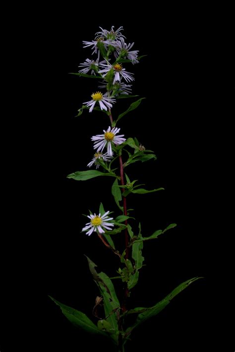 Purple Stemmed Aster In Massachusetts