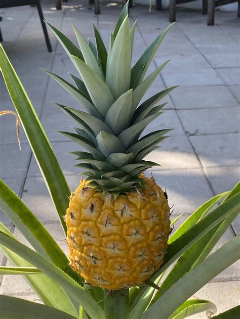 My Tiny Pineapple Rgardening