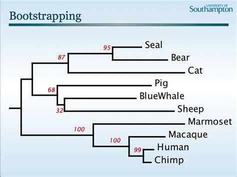 Evolution Bootstrap Question Biology Stack Exchange