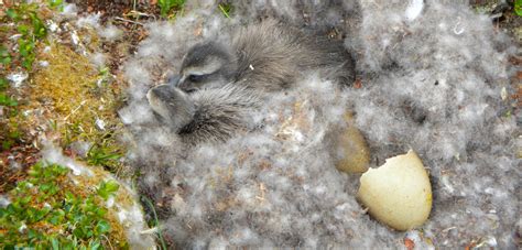 Eiderdown Tất Tần Tật Về Lông Vũ Eider Cách Sử Dụng Và Lợi Ích