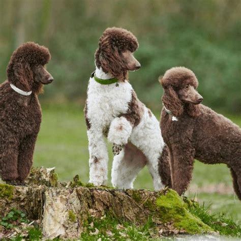Poodle Colors 12 Amazing Color Variations From Common To Rare