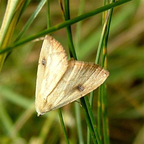 Straw Dot Moth