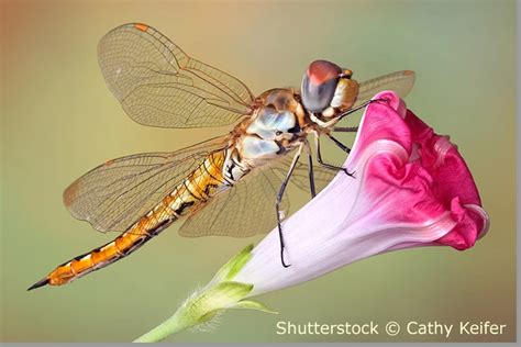 Artprofil Der Wanderlibelle Pantala Flavescens Libellen In