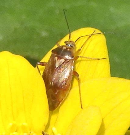 Lygus Lineolaris Lygus BugGuide Net