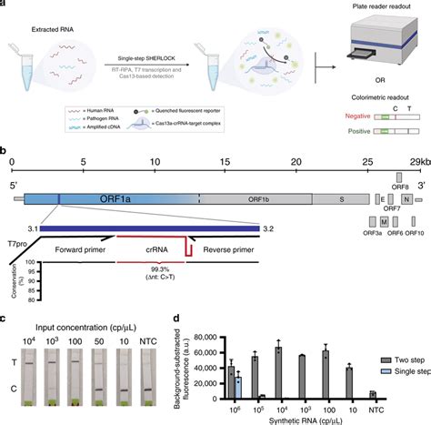 Initial Assay Development For Sherlock Based Sars Cov 2 Detection A Download Scientific Diagram