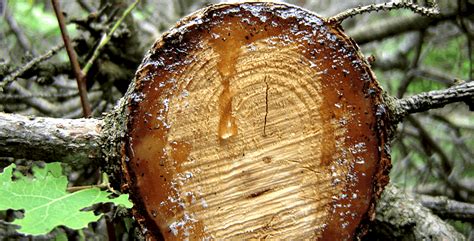 A Guide For Cleaning Tree Sap Off Your Ride