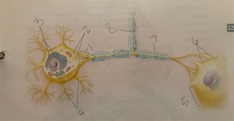 Multipolar Neuron Flashcards Quizlet