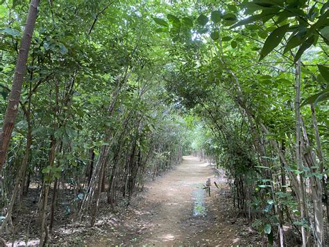 Arpit Agrawal On Linkedin More Forests Coolness And A Better Environment