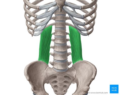 Quadratus Lumborum Muscle Muscle Anatomy Muscle Thoracic Cage