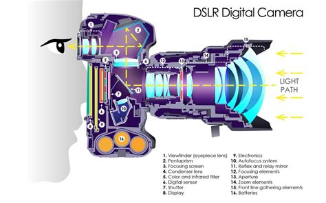 This Cutaway Diagram Shows The Inside Of A Dslr Ephotozine