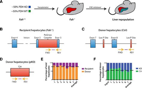 Repopulation Of Fah ÀÀ Livers By Transplanted Fah þþ Control And Ko