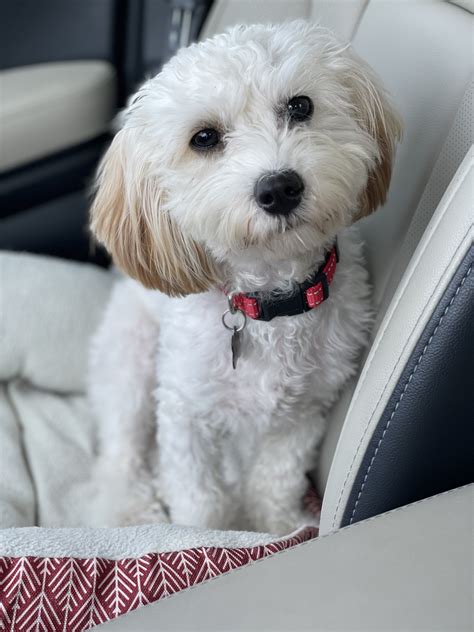 Messi Doodle Rock Rescue Dallas Tx