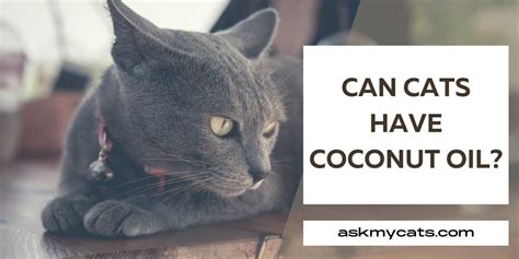 Can Cats Have Coconut Oil How To Use Coconut Oil For Cats