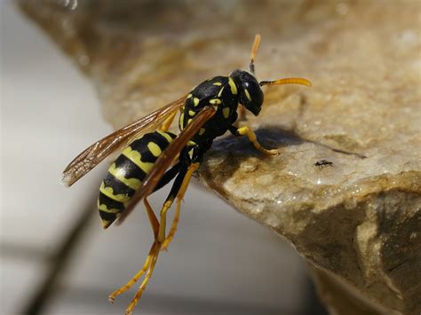 30 Common Bugs In California With Pictures And Identification