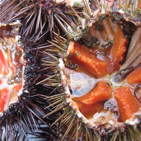 Kina Fresh Tasmanian Harvested Gold Coast