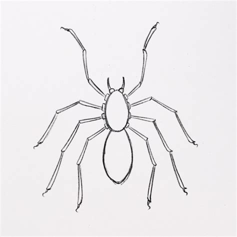 How To Draw A Spider With Amazing Details