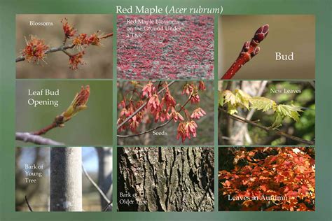 Red Maple