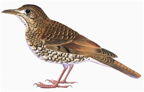 Кукушка картинка на прозрачном фоне 53 фото