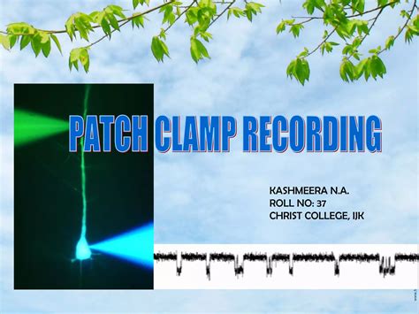 Patch Clamp Recording Ppt
