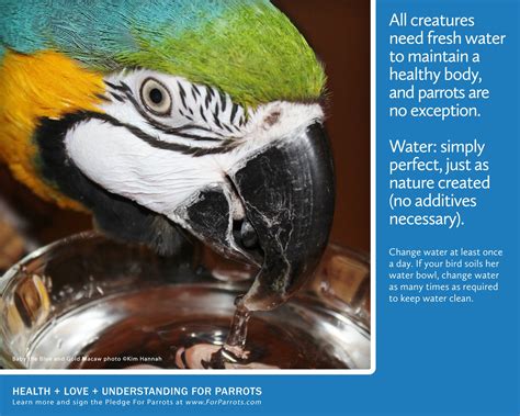 Water Simply Perfectfor Parrots Posters For Parrot Advocates