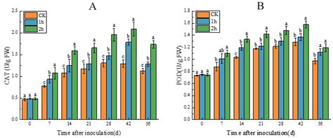 Effects Of Ozone Treatment On Postharvest Mucor Rot Of Codonopsis Pilosula Caused By Actinomucor