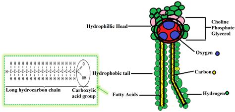 Phospholipid Molecule Structure