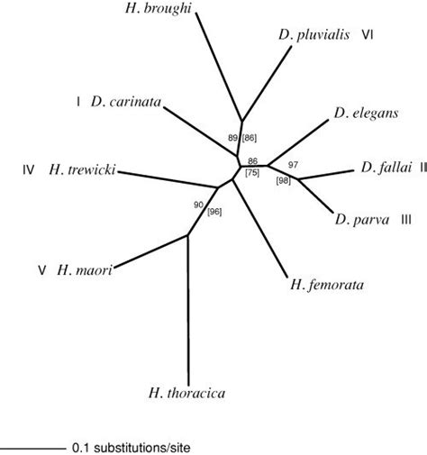 maximum likelihood tree from coi 12s data using gtr i Γ for species