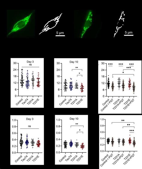 Mitochondrial Morphology In Plm Soma As A Function Of Single Copy Tau Download Scientific Diagram