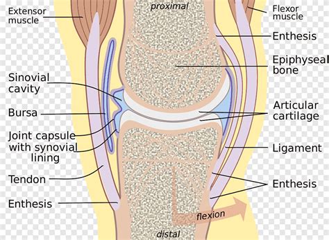 Synovial Membrane Synovial Joint Synovial Fluid Synovial Bursa Angle