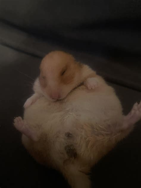 Someone Dozed Off Rhamsters
