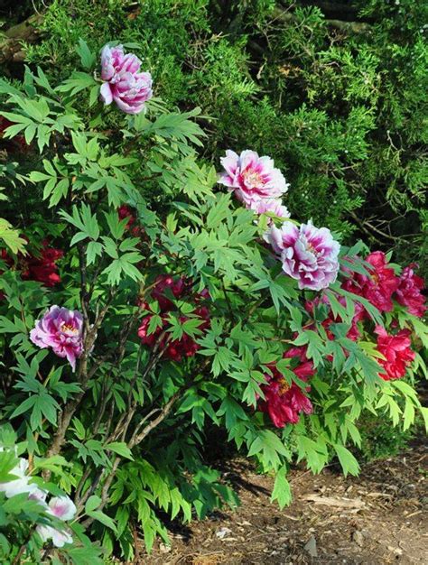 How To Plant And Care For A Tree Peony Peonies Garden Planting Peonies
