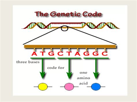 Genetic code ppt | PPTX | Programming Languages | Computing