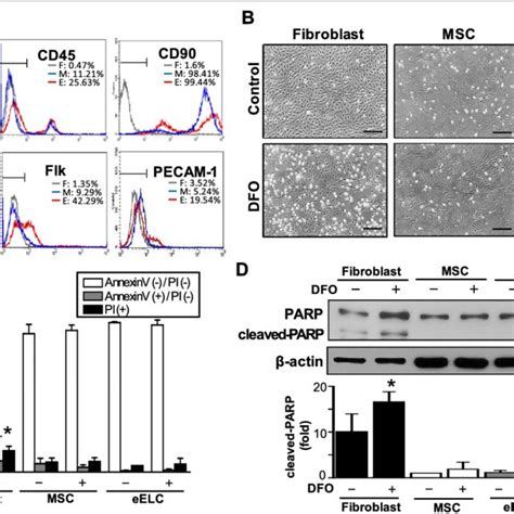 Surface Cd Markers Were Characterized By Flow Cytometry In Fibroblasts
