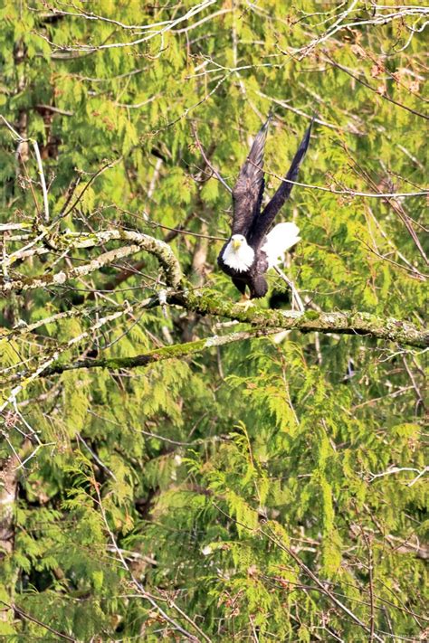 Why Sandpiper Resort Is The Best Destination To See The Bald Eagle Migration World Adventurists