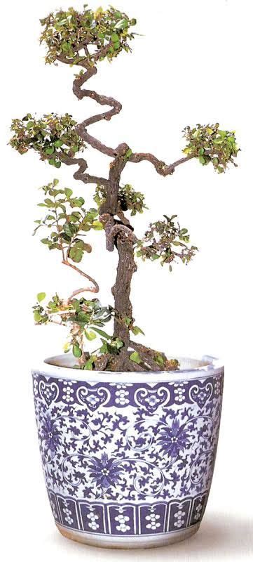 Pin By Prasit Tangjitrapitak On Thai Style Drawf Plant ️ไม้ดัดไทย