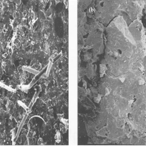 Fiber Protrusion Lengths Of Extruded A 2 Mm B 6 Mm Fiber Download Scientific Diagram
