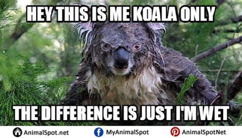 Wet Koala Bear Meme
