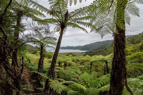 Tree Fern Forest Above The Coast Of Abel Tasman National Park New