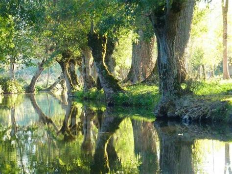 Riverbank With Trees