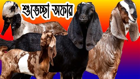 সেন্টু ভাইয়ের নতুন বসরের শুভেচ্ছা অফারে পাচ্ছেন টপ কোয়ালিটি বিভিন্ন জাতের ছোট বড় ছাগল Goat