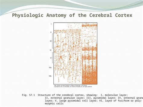 Pptx Chapter 57 Cerebral Cortex Intellectual Functions Of The Brain