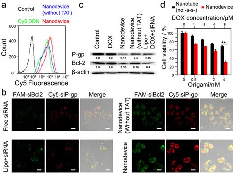 Cellular Uptake Gene Silencing And Cytotoxicity Triggered By The Dna