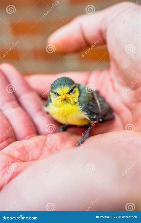 Closeup Of A Small Frightened Tit Has Fallen Out Of Its Nest Held In Hands Stock Image Image