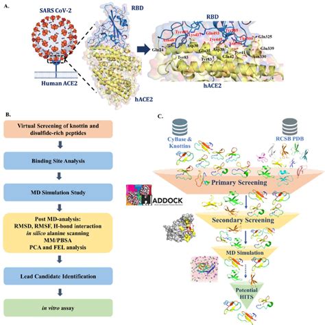 A Molecular Interaction Of Sars Cov 2s Spike Protein And Human Ace2