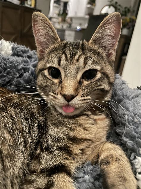 Luna Bear Blep R Blep