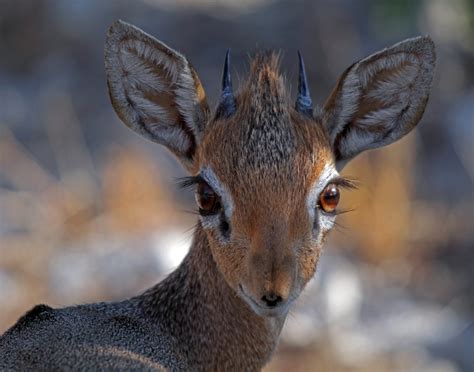 12 Facts About The Strange Dik Dik That Will Fascinate You
