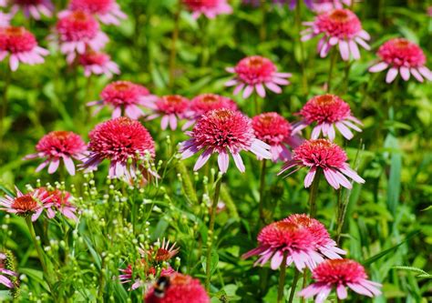 Echinacea Purpurea Raspberry Truffle 2026 Lincspplants