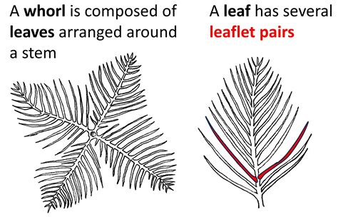 Invasive Plant Control Invasive Milfoil Snohomish County Wa Official Website